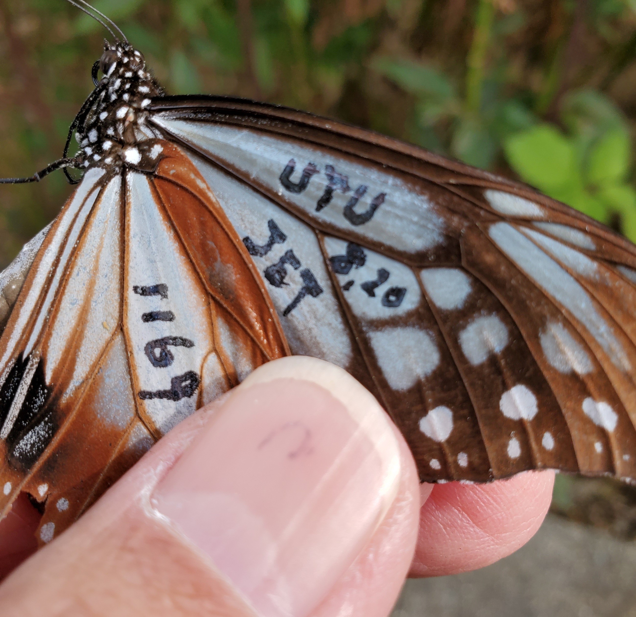 [asagi:02510]【再捕獲情報】福岡県太宰府市にて[UTU JET]