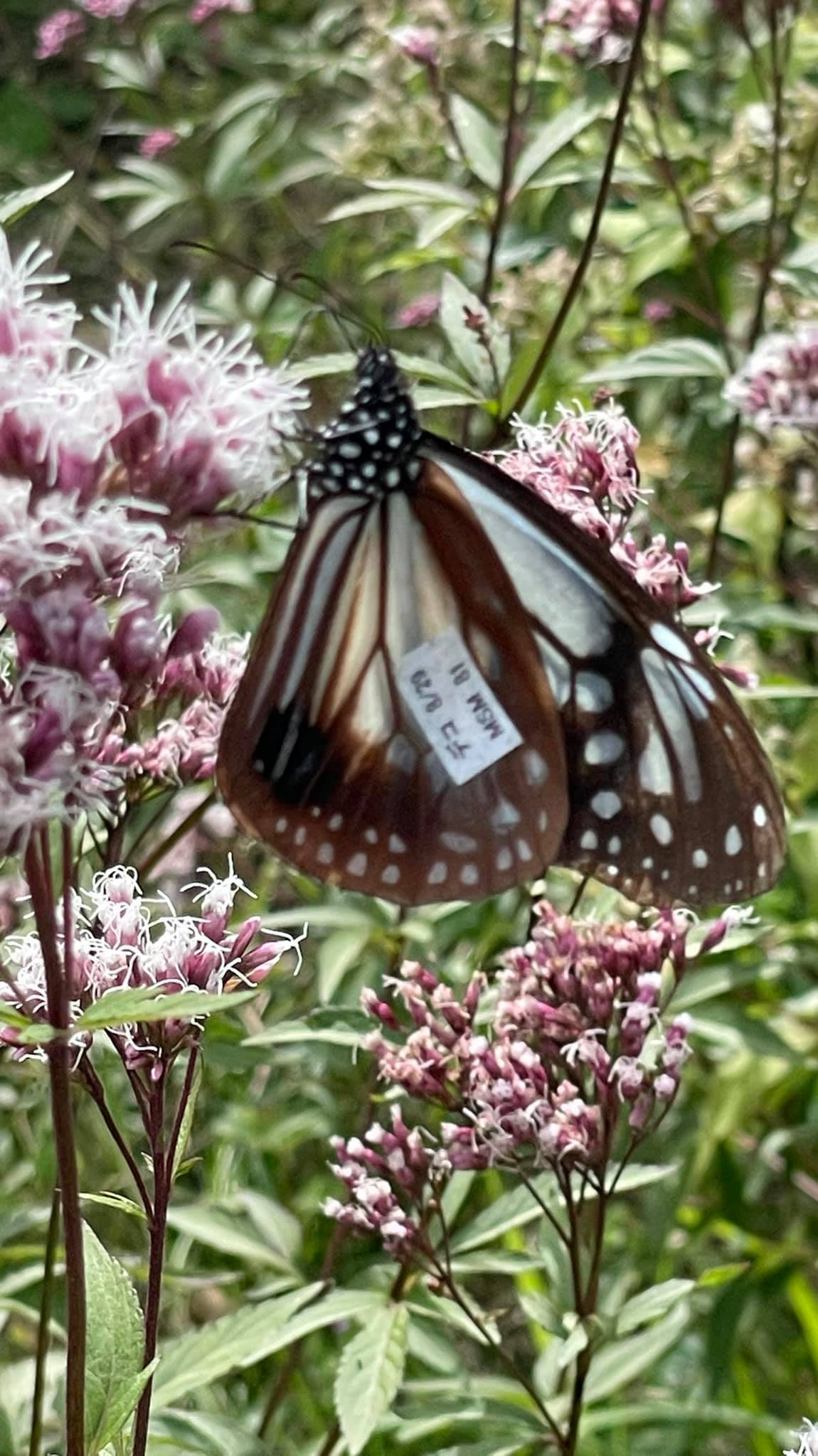 [asagi:03323]【再確認情報】「デコ 8/29 MSM 81」 「JB 10/9 ODA 132(138?)」→三重県鳥羽市