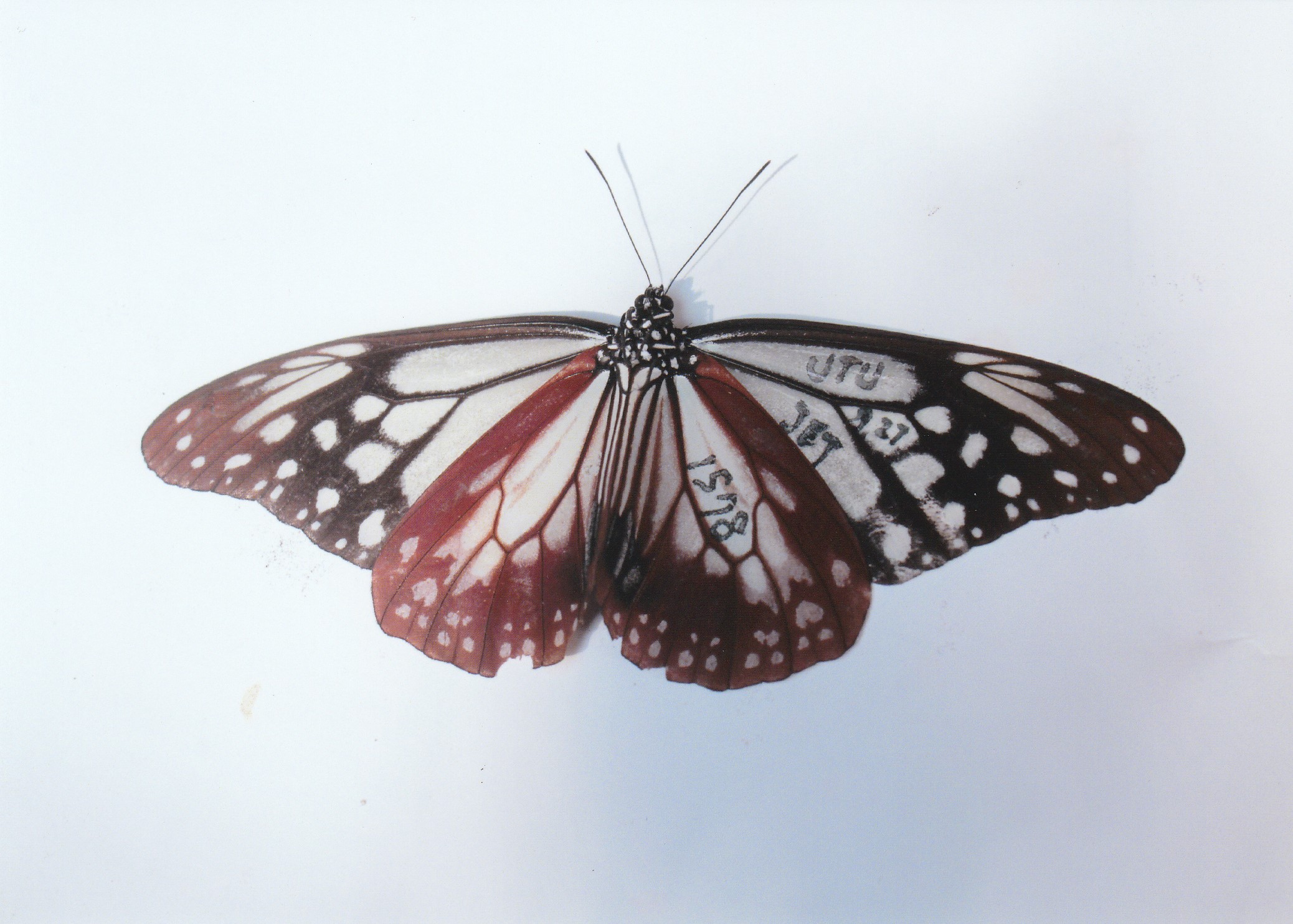 [asagi:02566]★【再捕獲情報】③ 兵庫県宍粟市にて[UTU JET]