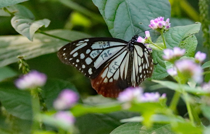 [asagi:00101]【再撮影情報】8： Fuji 8.1 JET 548 山梨県笛吹市にて